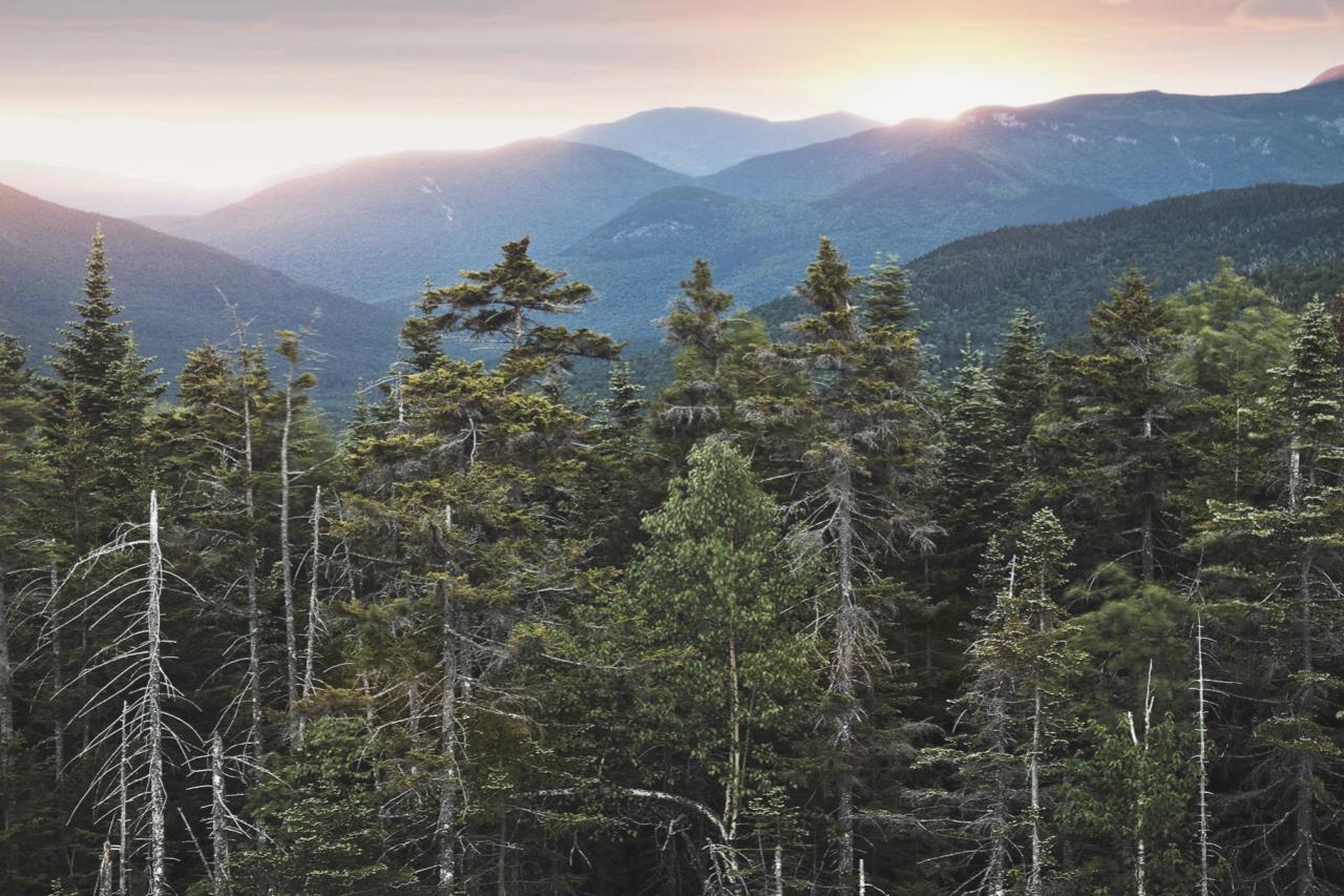 Celebrate National Forest Week By Submitting Your Favorite Photo From ...
