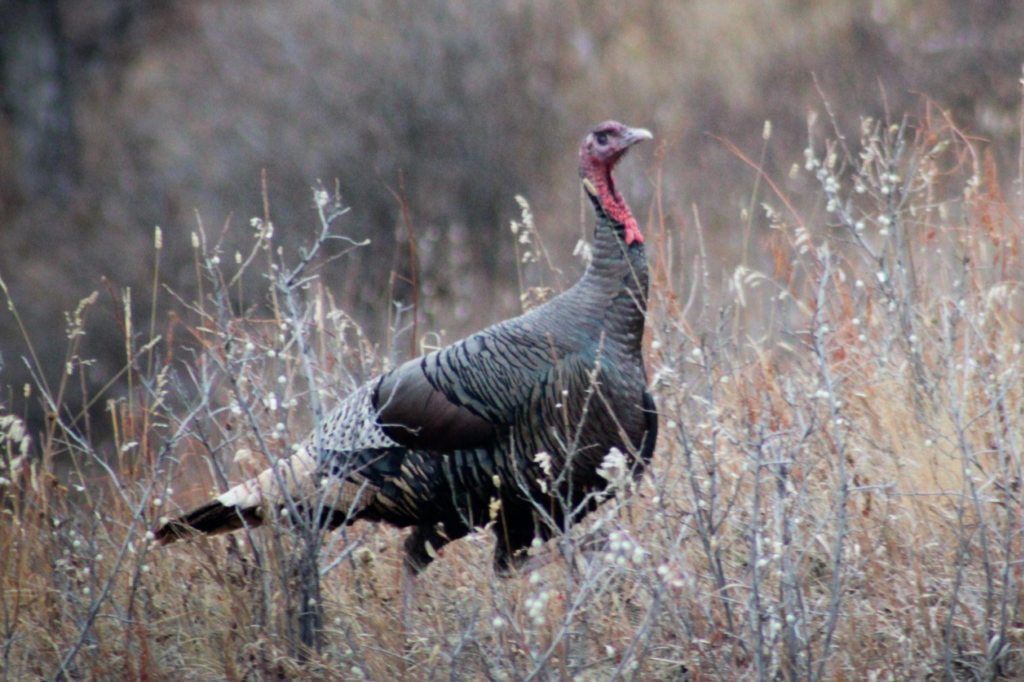 National Wild Turkey Federation to help Reduce Wildfire Risk, Promote ...