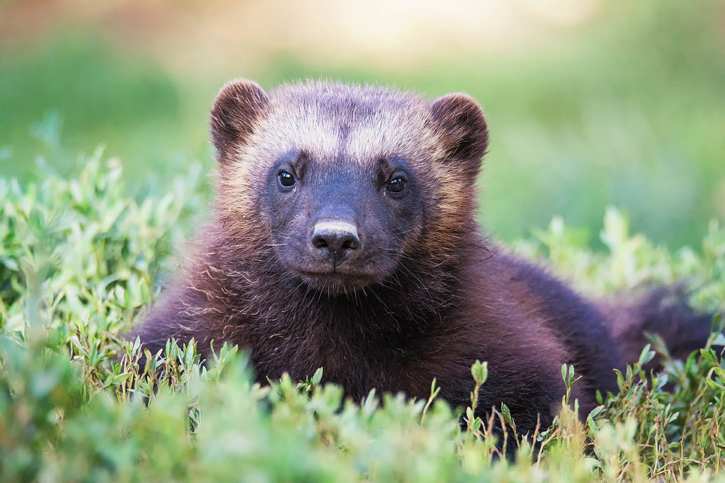 Long-awaited protections for wolverine relief for conservation groups ...