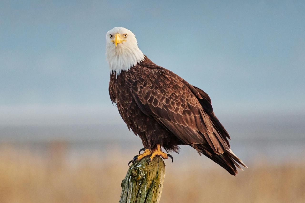 Bald eagle officially declared national bird of the United States ...