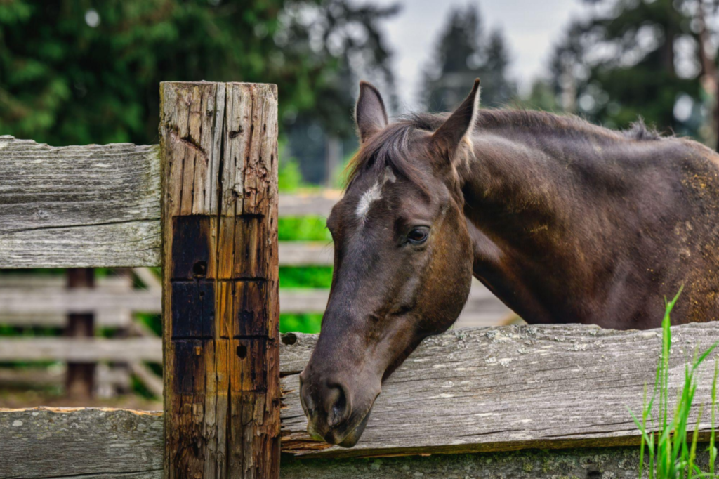 Key Peninsula Farm Tour and Harvest Festival Returns with Food, Music ...